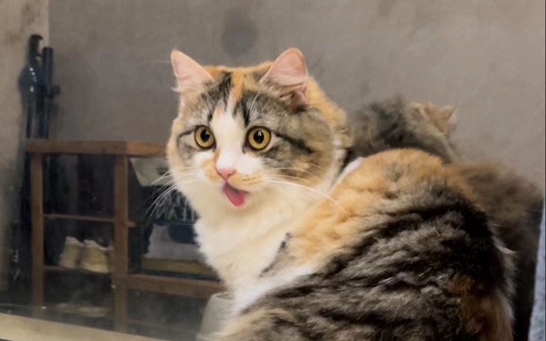 猫咪信任度测试,这不轻轻松松吗~
