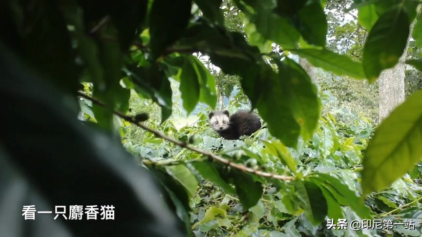 全程揭秘世界最奢侈的咖啡—印尼“猫屎咖啡”生产全过程!来一杯