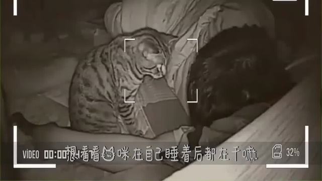 主人打开手机播放国歌,谁知猫咪听后跪下了,科学家也无法解释