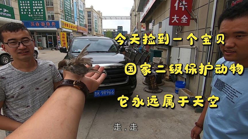 日行一善捡到国家二级保护动物,你们认识吗?放在以前它就是盘菜