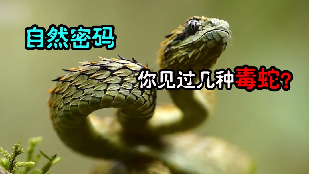 纪录片:世界毒蛇排名,你了解多少?