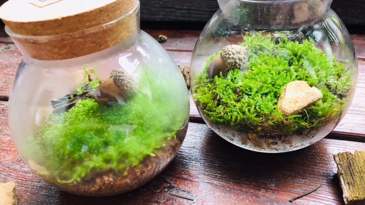 瓶中小世界(制作迷你生态瓶)苔藓微景观