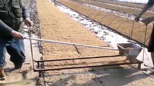 水稻机插秧播种神器,大田泥浆育秧好帮手,效果果然不一样