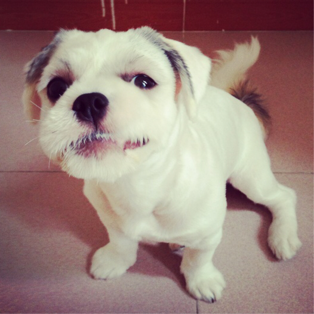 汪星球上的豆小宝 