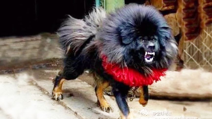 纯种藏獒VS战神比特犬:真正的藏獒凶猛无比,瞬间秒杀比特犬!