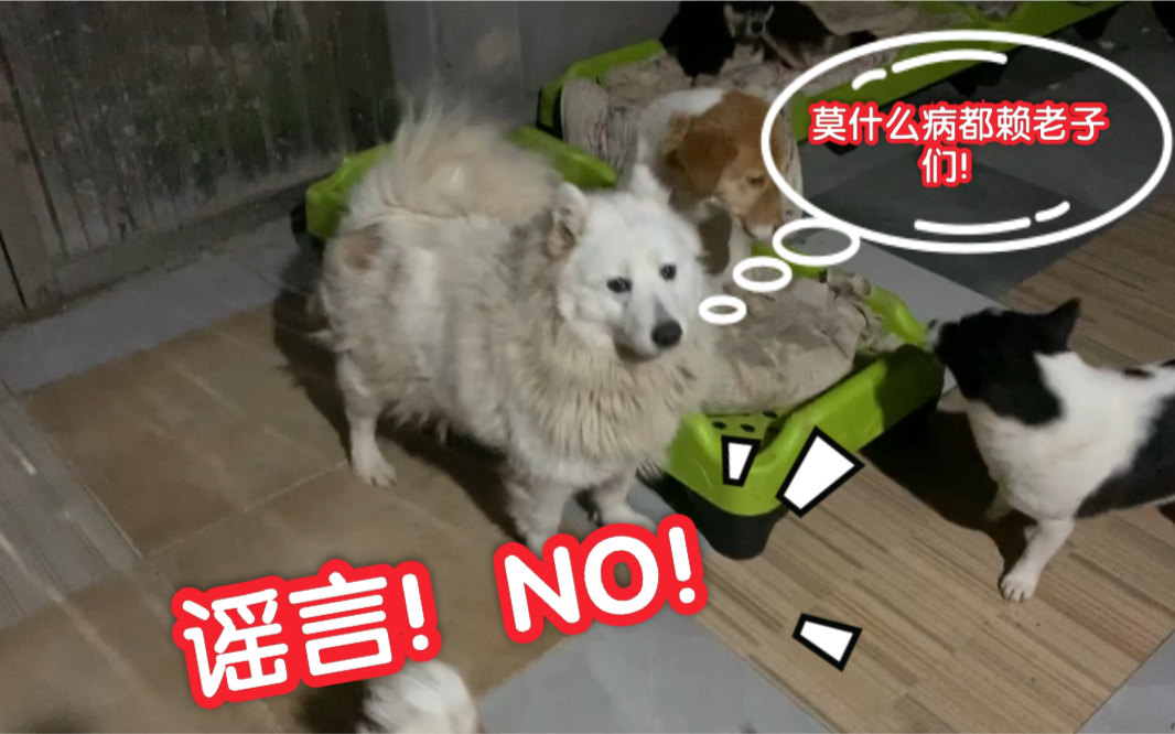 无惧谣言!up主大年三十跟几十只狗狗一起过年!