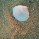 七七四十小星果 