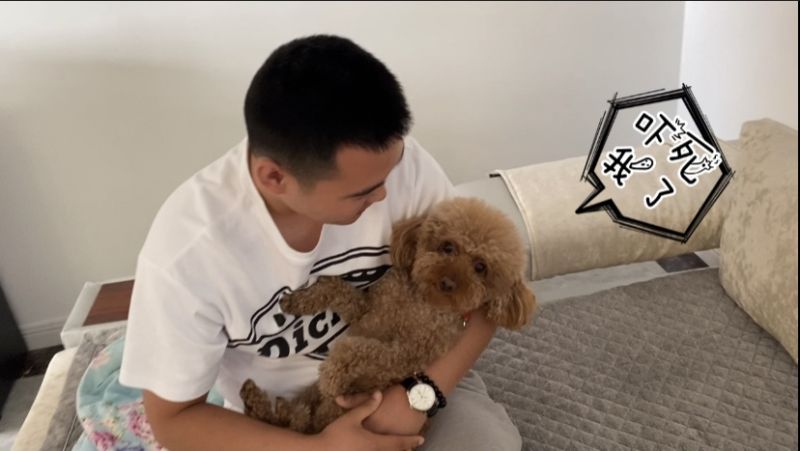 泰迪狗大早上就和男主人吵架,这也太狗仗人势了,估计得挨揍