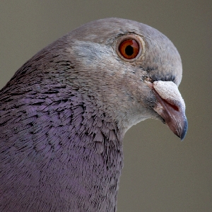 沙雕网友骚鸽鸽 