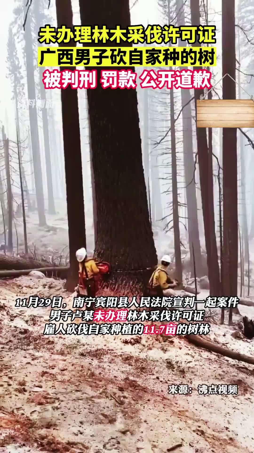 未办理林木采伐许可证,男子砍自家种的树,被判刑罚款公开道歉