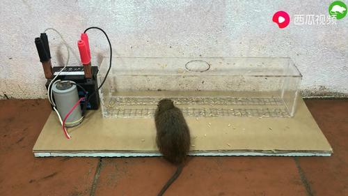 牛人设计的捕鼠神器,太厉害了老鼠能进不能出,电得老鼠狂跳舞!