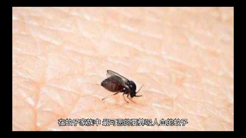 蚊子是怎样传播病毒的