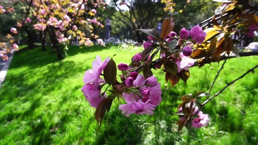 樱花真漂亮哈,这种角度拍出来挺好看的,推拉镜头,环绕拍摄