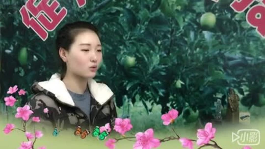 【促花王科技】药材根大灵在鱼腥草上的应用