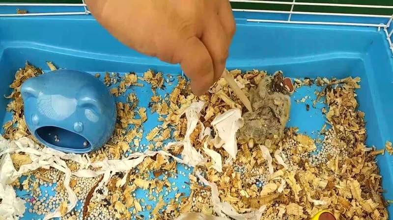 养了6个月的宠物仓鼠死掉了,主人跟它泪别,希望仓鼠在吱星快乐