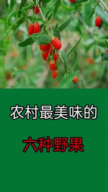 农村最美味的六种水果