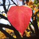 爱马拉松の慕容春桃 