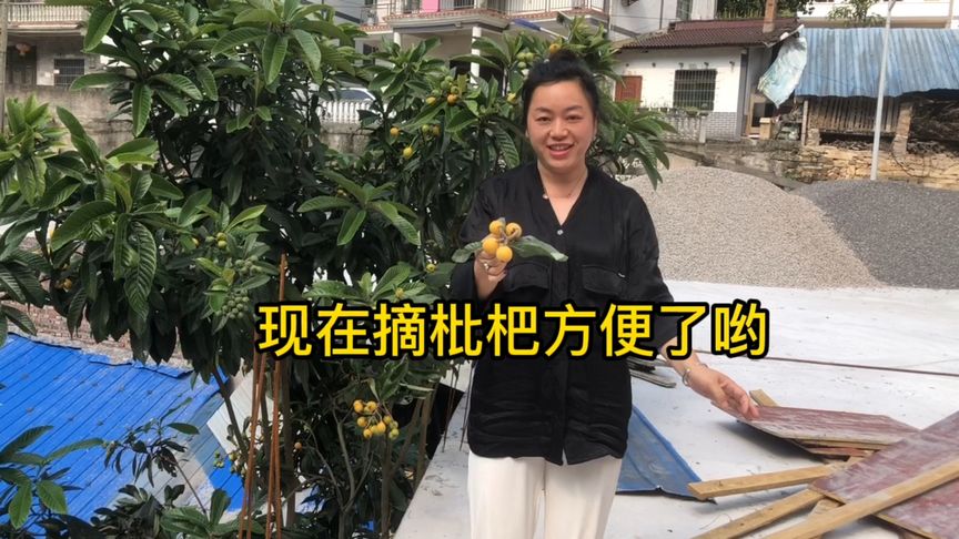 修房是一个漫长的过程,房屋现浇还没倒好枇杷都熟了,来吃枇杷不
