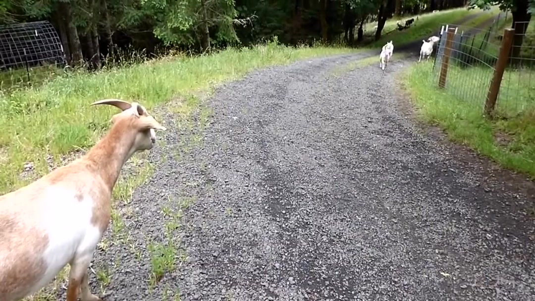 羊妈妈在路边喊小羊回家喝奶的叫声,第一次听到