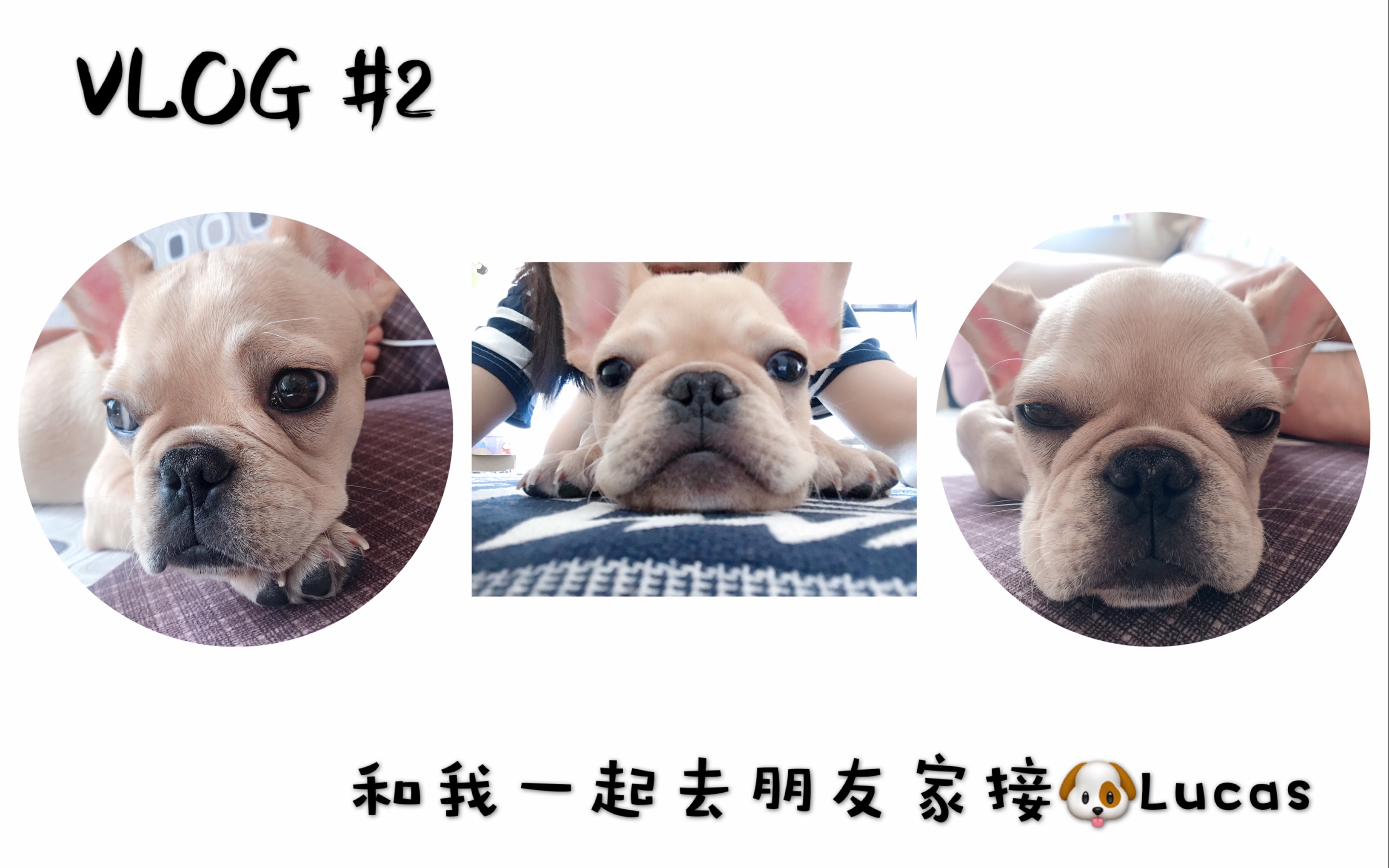 【It's Ivy 黄从心啊】VLOG #2 和我一起去朋友家接我的狗狗Lucas吧~