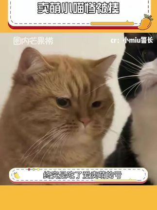 小白:别给姐装 小橘:可爱也是错嘛!!
#谁能拒绝傻憨憨的小猫咪 #萌宠 ...