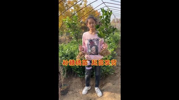 砂糖橘苗蜜橘苗 南北方宜种植基地直销现挖现卖根系发达保湿发货