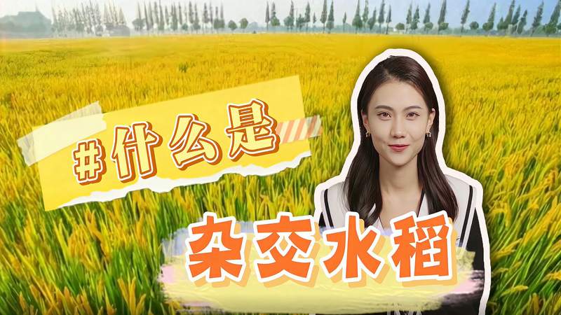 什么是杂交水稻?