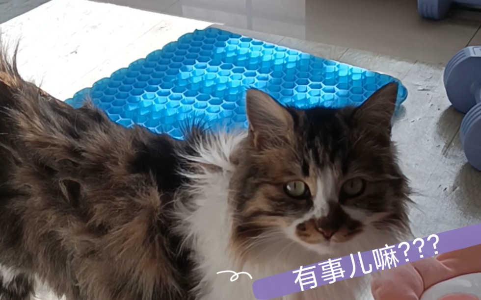 皮.皮卡猫?电量过足!