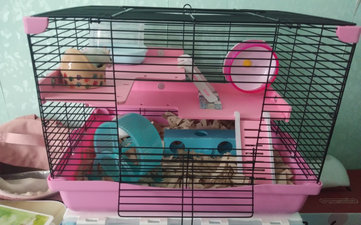 【仓鼠】换新家了-仓鼠观察日记12