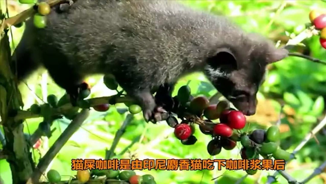 猫屎咖啡居然是这么来的,背后的制作过程令人心寒