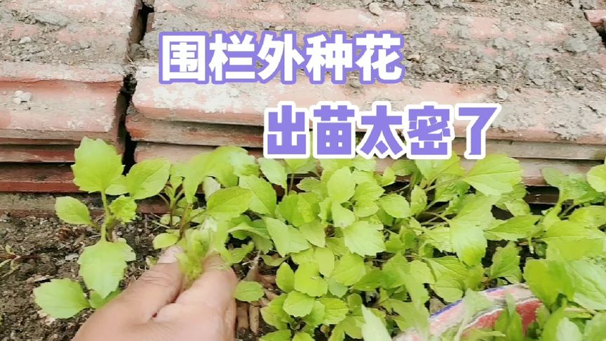 农村庭院美化,在围栏外这种花出苗太密,每年要间2-3次