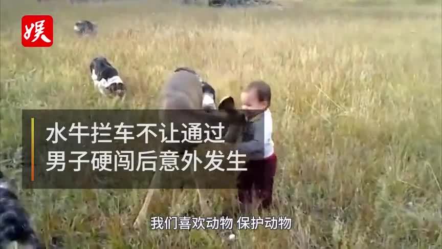 水牛拦路不让车通过,司机开车不信邪开车硬闯