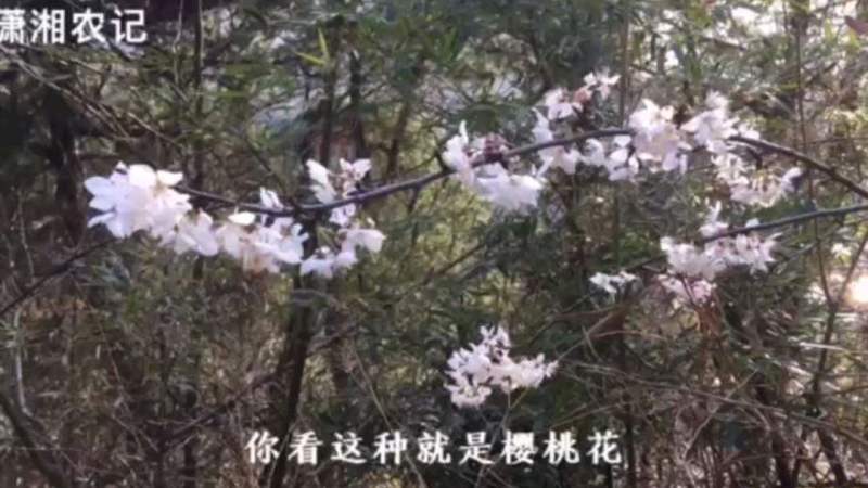 满山樱桃花开,好像美丽的山水画,树底下发现2窝野生兰花