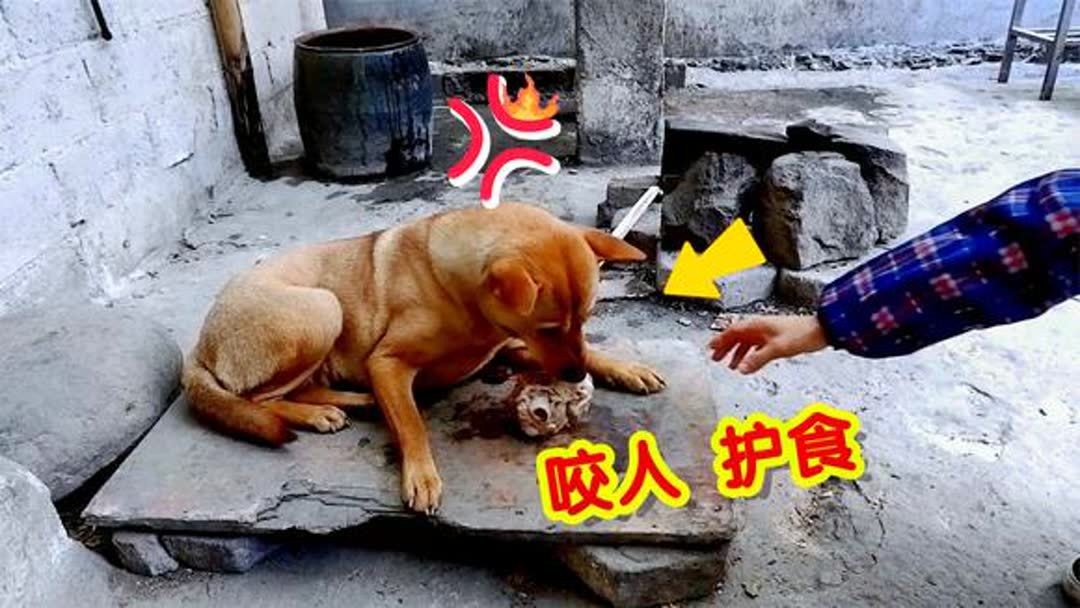 狗狗护食咬人,大姐想拿都提心吊胆,网友:真佩服你的胆量