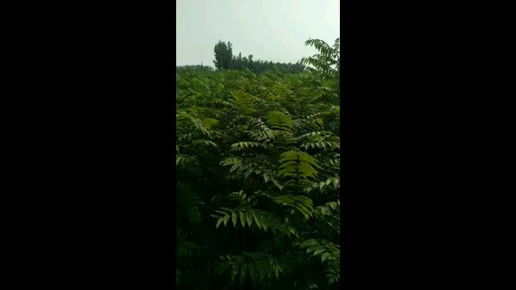 2019年什么最赚钱,大棚香椿树苗,实地拍摄,投资周期短,收益高