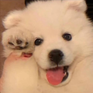 爱小艳的阿赖 