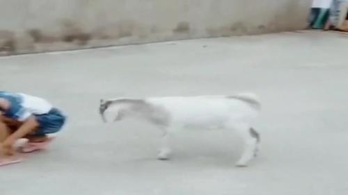 现在的动物都会模仿人了,小羊模仿的还很标准,这是成精了!