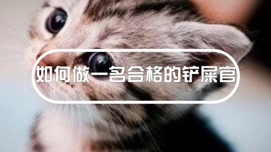 猫咪最讨厌主人的哪些行为?你是一名合格的铲屎官吗?