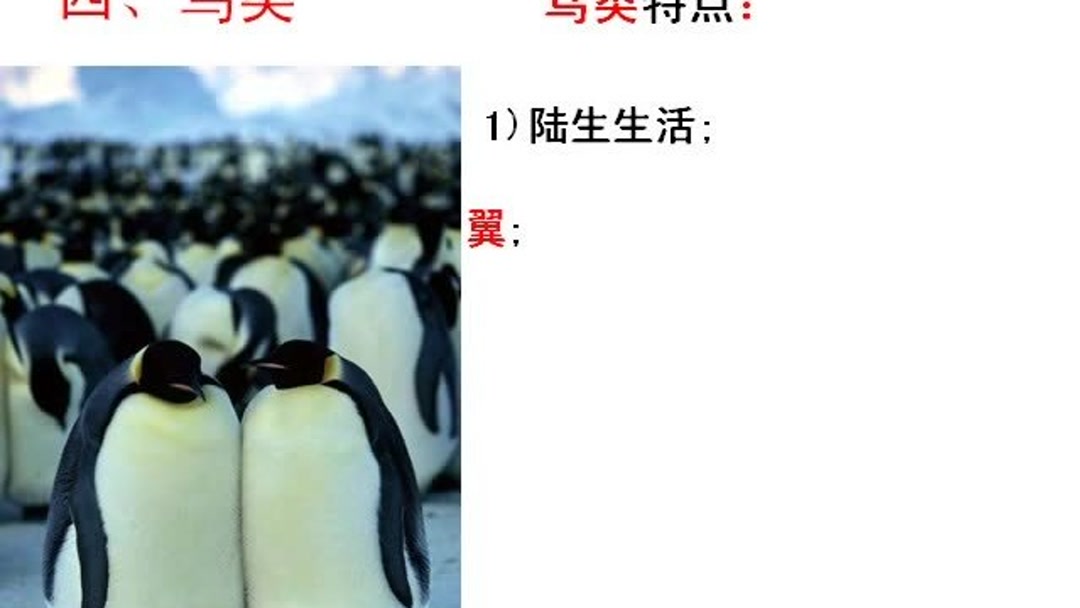 浙教版初中七年级科学上册第二章第4节:常见的动物(第2时)