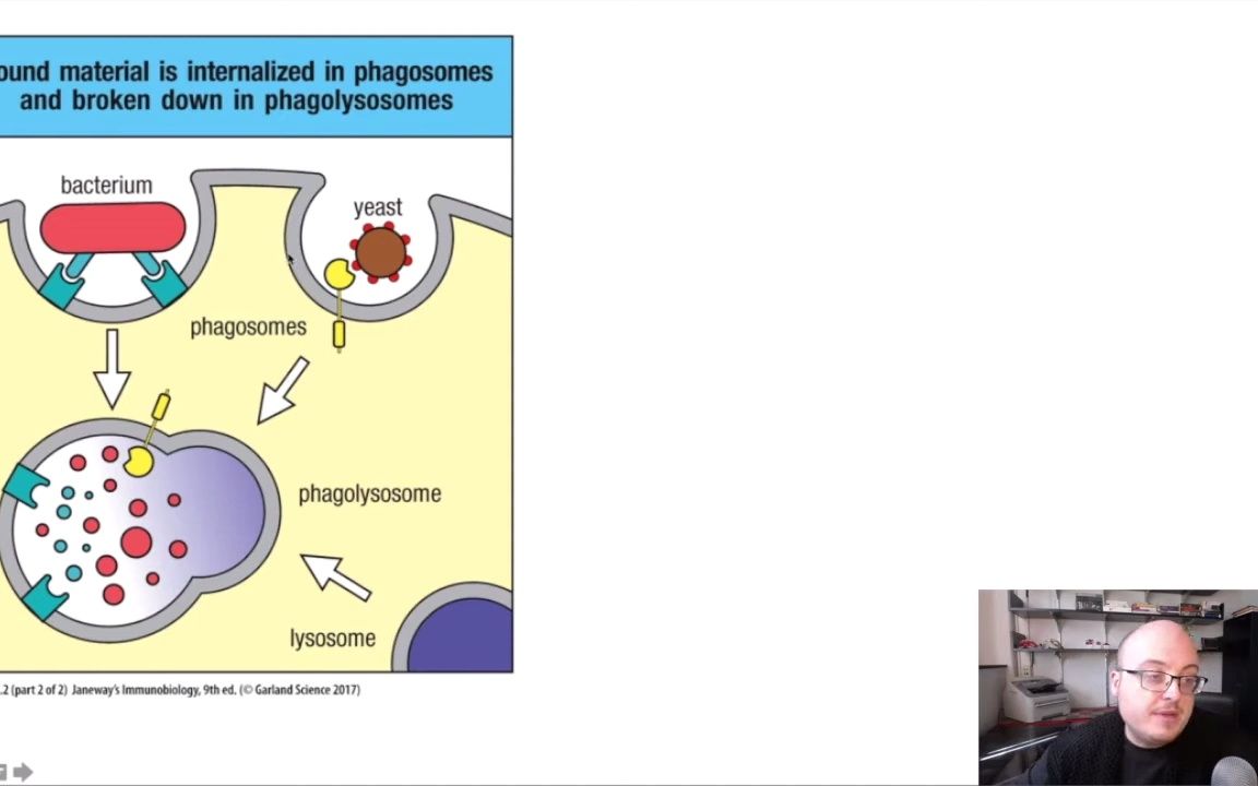 2.5-吞噬作用和细胞程序性死亡