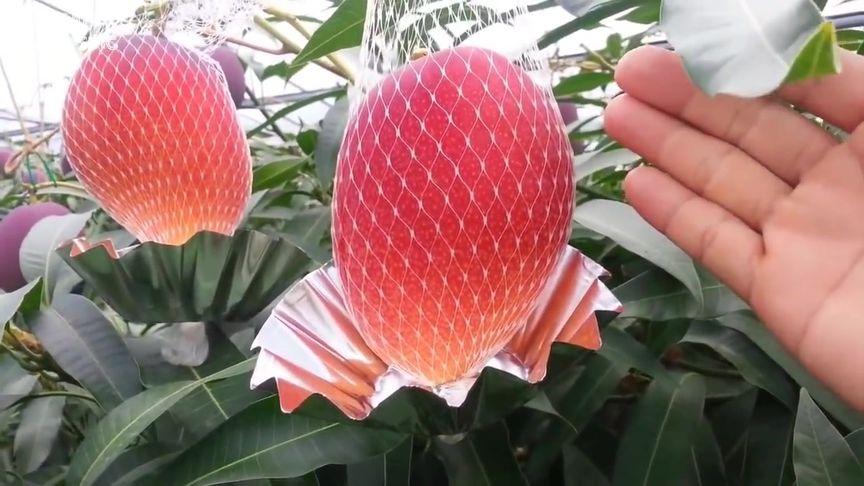 世界上最贵的芒果是如何种植的?值得我们学的的农业技术!
