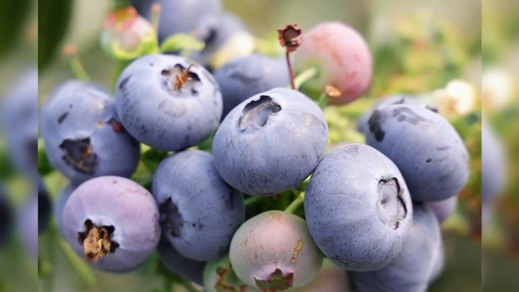 广州高校教授研发出超大蓝莓