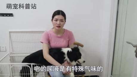 狗狗得了糖尿病不容忽视,这两大症状就能辨别,告诉你如何预防!
