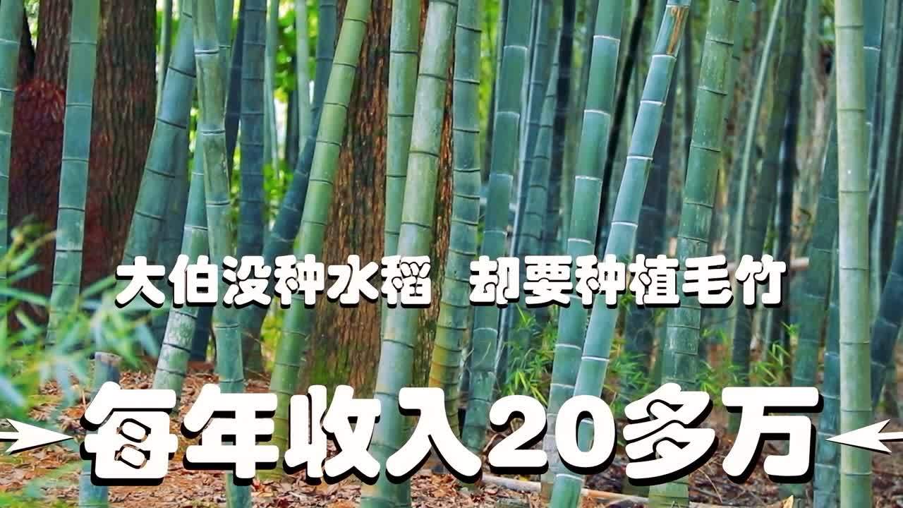 农村大伯没种水稻,种植毛竹,一年收入20多万,成功创业!