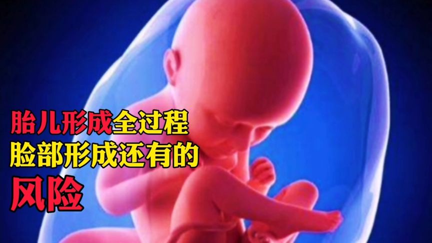 胎儿形成全过程,脸部形成还有的风险,你敢相信吗?