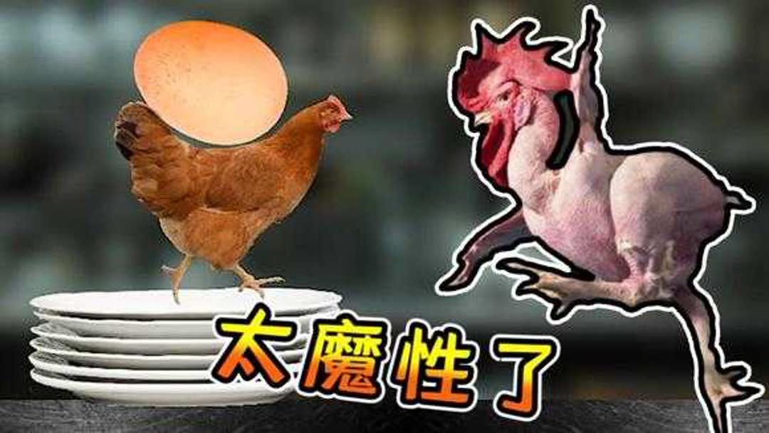 母鸡护蛋模拟器，这游戏太魔性了！摇摆哥解说