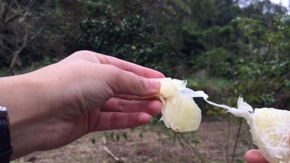 农民伯伯,自己种植的水果,简直是甜到爆!