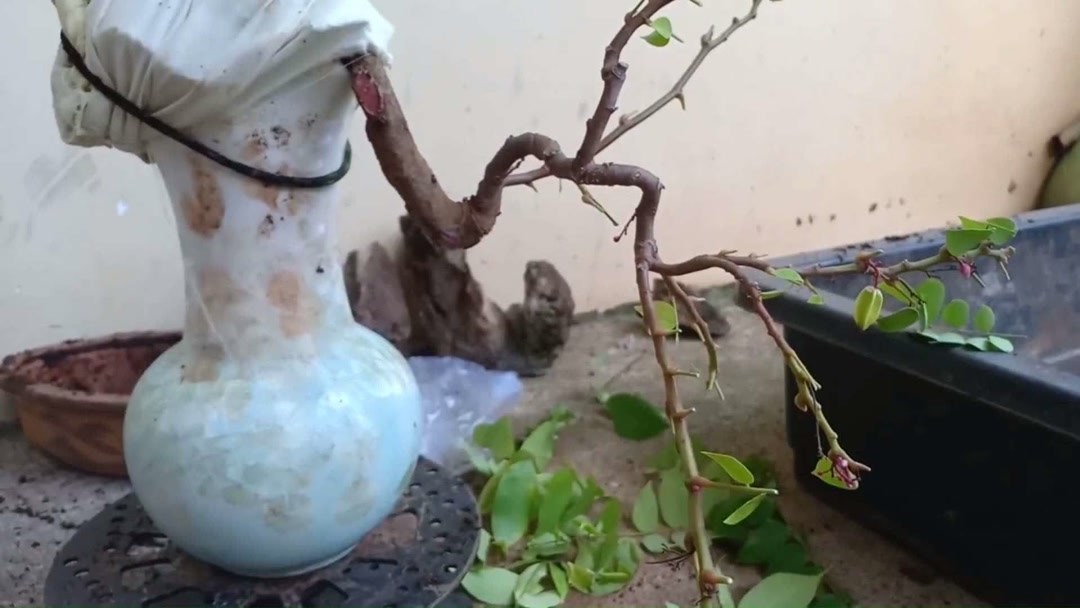 矮小的杨桃树长在花盆里,硕大的杨桃树挂果枝头,塑造过后造型好