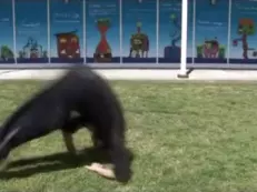 跑酷动作多角度分解教程落地滚翻parkour_freerun_rolling