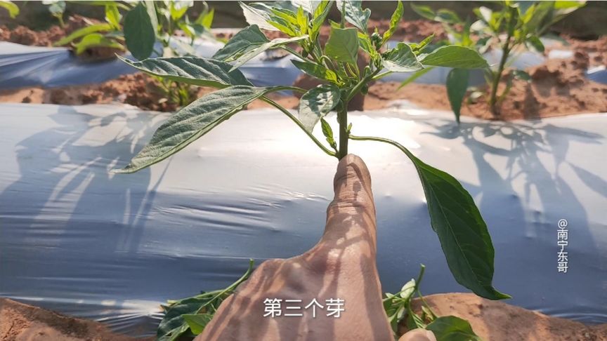 种植辣椒这样子管理,开花多辣椒大个,能增产一倍!